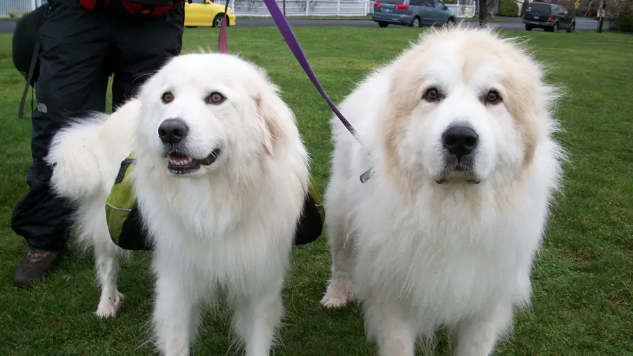 Das große Hunde-ABC am 11. Januar 2026 um 19:50 Uhr auf ANIMAL PLANET ...