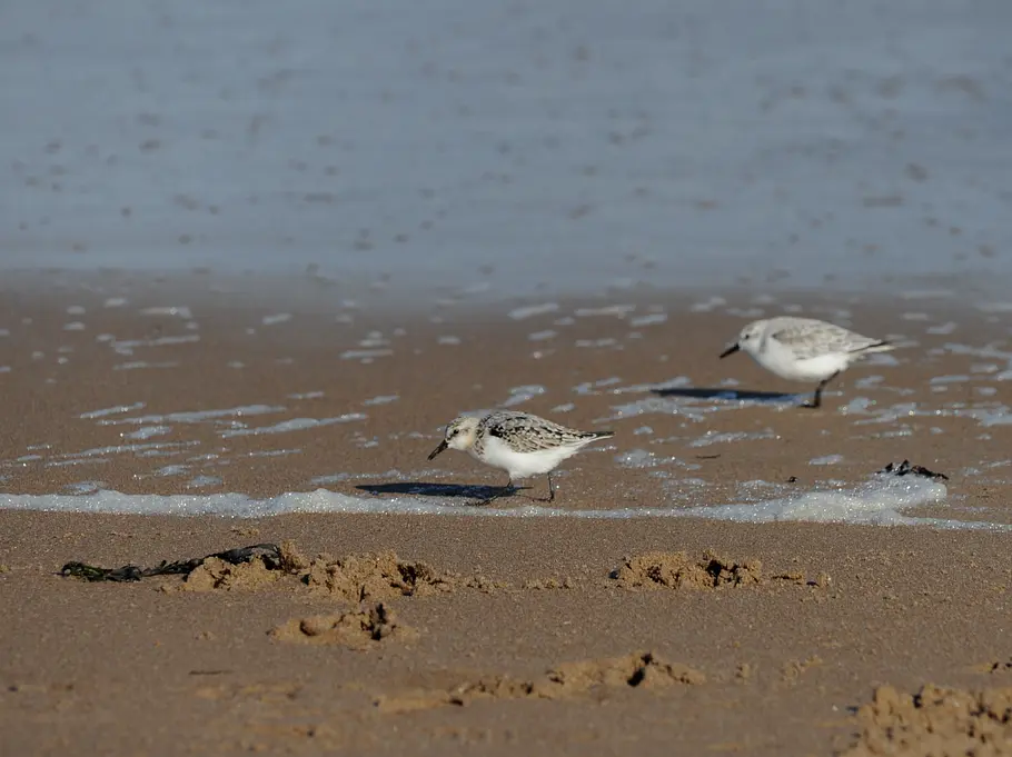 Ebbe - Ein tierisches Kammerspiel am 18. Januar 2026 um 12:40 Uhr auf ...