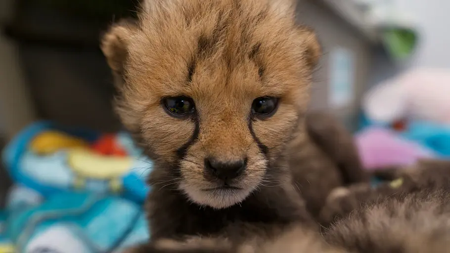 Zoogeflüster am 27. Mai 2026 um 21:45 Uhr auf Nat Geo Wild - TV Movie