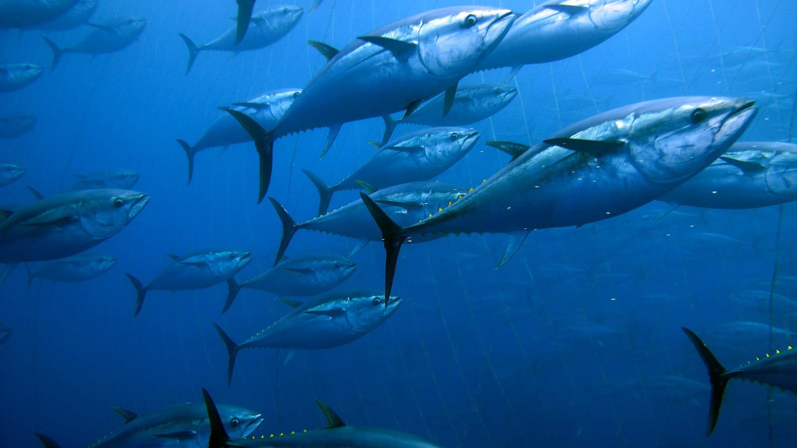 Harpoon Hunters am 23. Juni 2026 um 14:15 Uhr auf DMAX - TV Movie