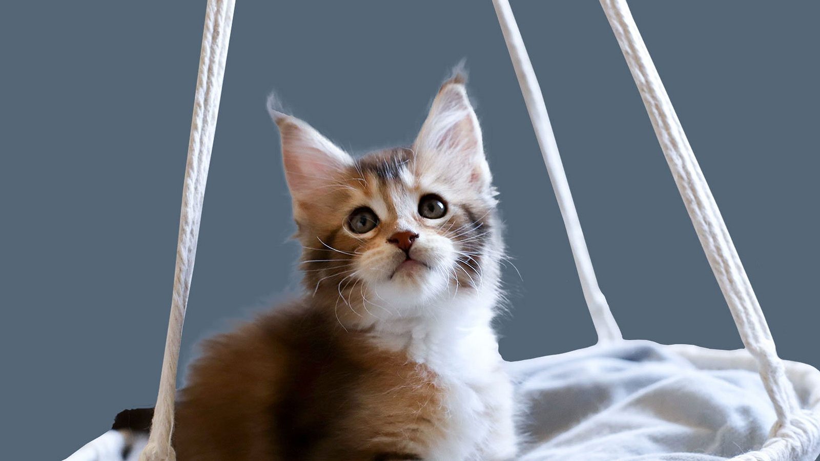 Einstein am 27. Dezember 2025 um 09:40 Uhr auf SF 1 - TV Movie