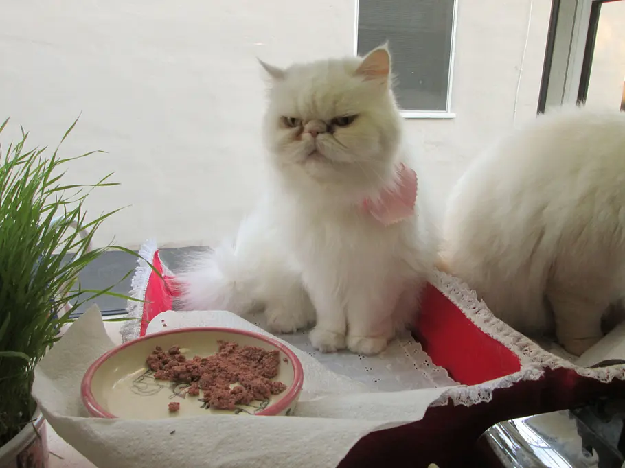 Der Katzenflüsterer am 28. Mai 2026 um 02:20 Uhr auf ANIMAL PLANET - TV ...