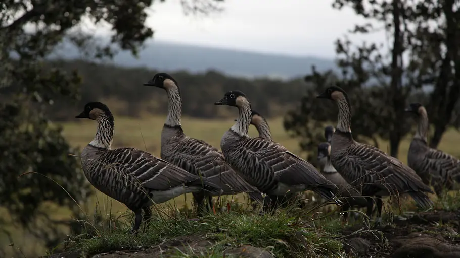 Wildes Hawaii am 04. Januar 2026 um 05:30 Uhr auf Nat Geo Wild - TV Movie