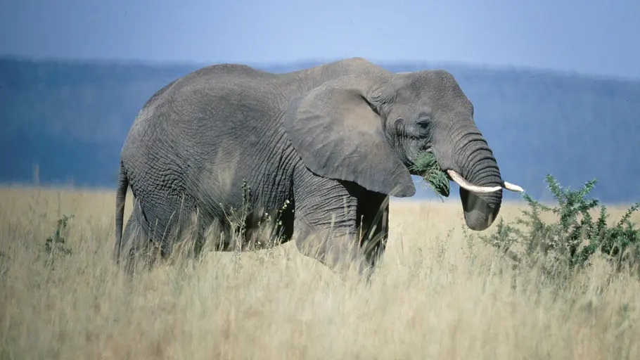 Tierisch abgefahren am 02. Januar 2026 um 17:05 Uhr auf Nat Geo Wild ...