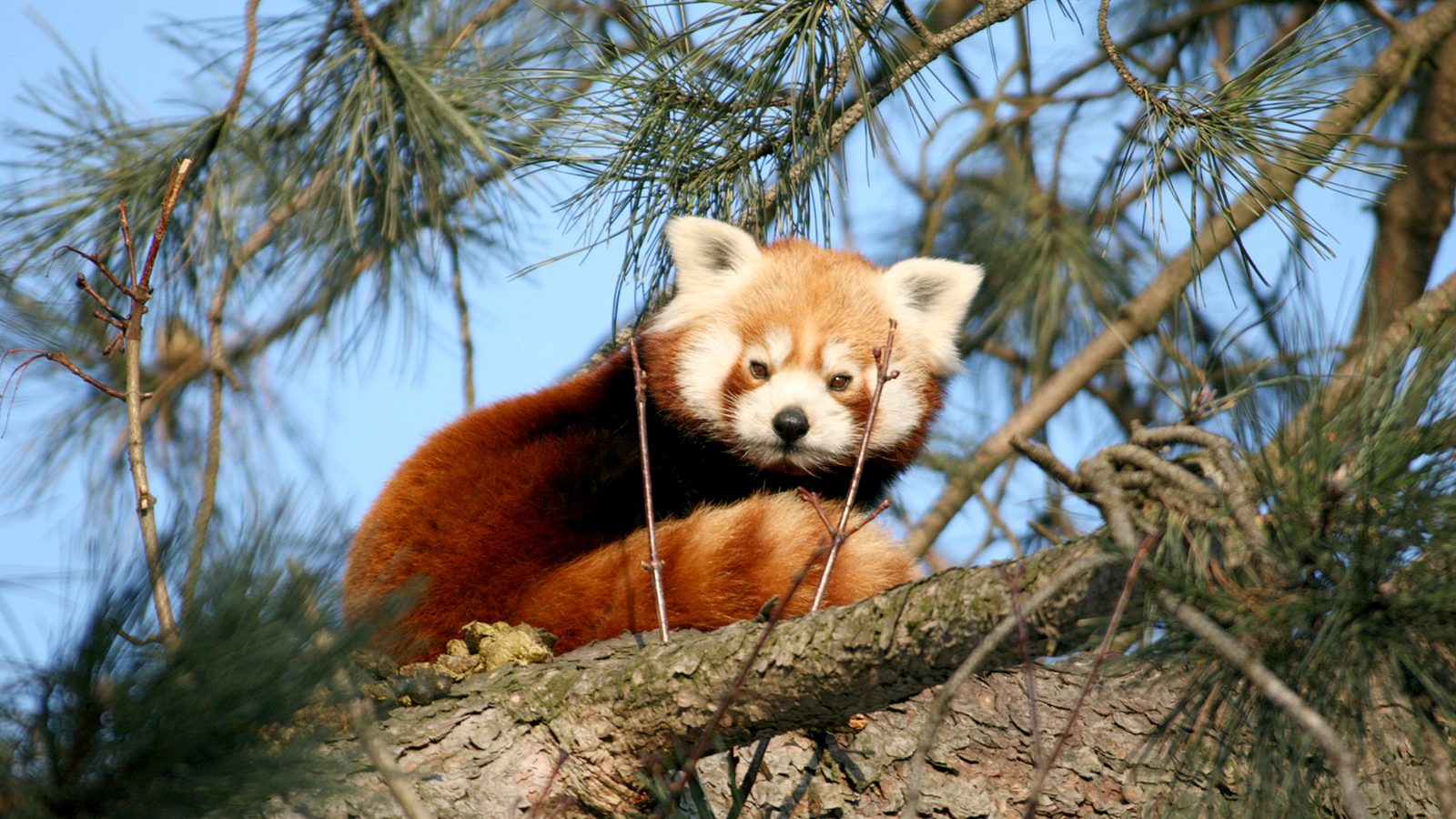 Leopard, Seebär & Co. am 16. Januar 2026 um 16:10 Uhr auf ARD - TV Movie