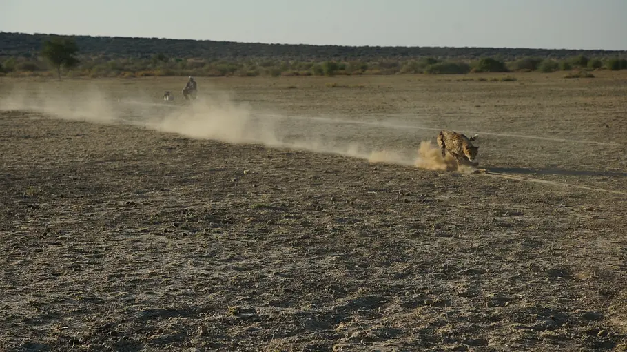 Die Superkräfte der Tiere am 25. Januar 2026 um 18:40 Uhr auf ANIMAL ...