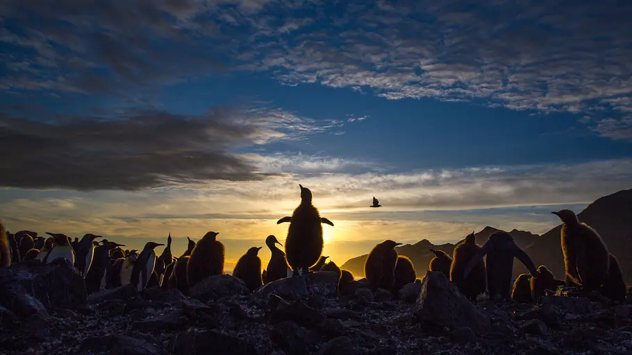 Terra X am 11. Januar 2026 um 12:10 Uhr auf ZDF neo - TV Movie