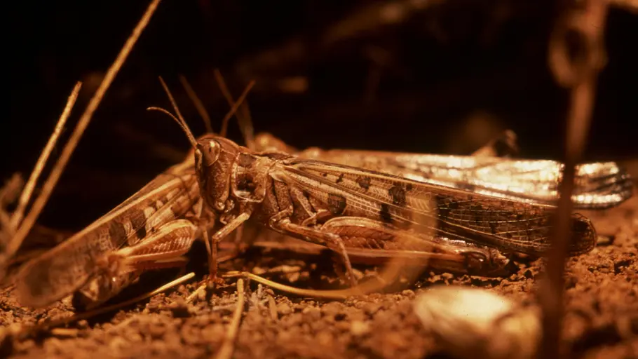 Tierisch abgefahren am 02. Januar 2026 um 16:20 Uhr auf Nat Geo Wild ...