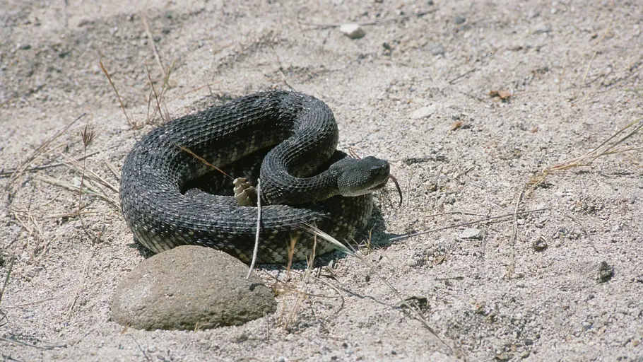 Tierisch abgefahren am 08. Januar 2026 um 02:20 Uhr auf Nat Geo Wild ...