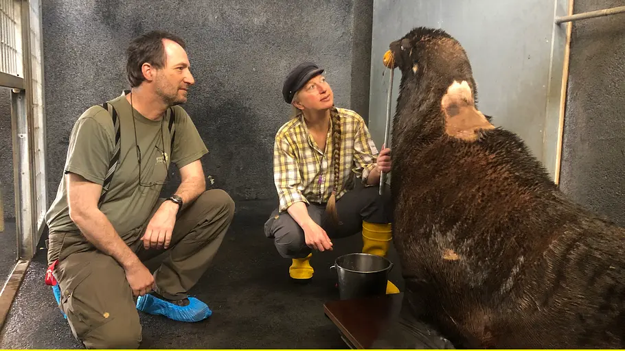 Seelöwe & Co. - tierisch beliebt am 16. Januar 2026 um 17:10 Uhr auf ...