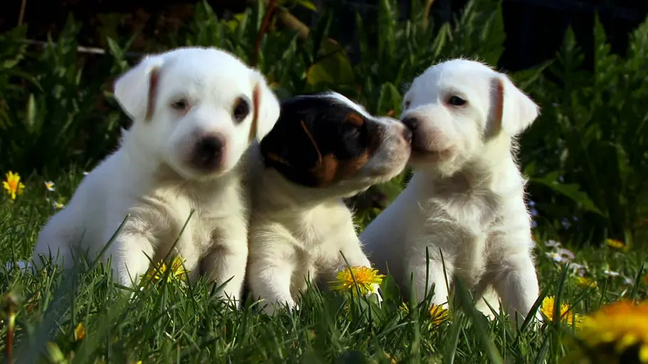 Die Superkräfte der Tiere am 12. Januar 2026 um 02:25 Uhr auf ANIMAL ...