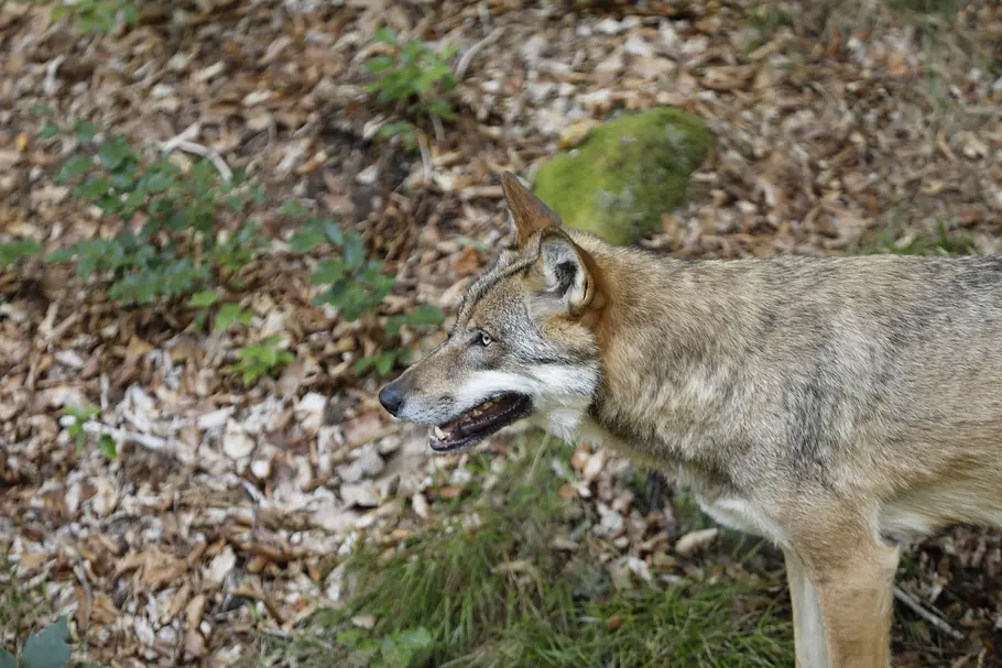 Unkraut am 27. November 2025 um 14:45 Uhr auf ARD Alpha - TV Movie