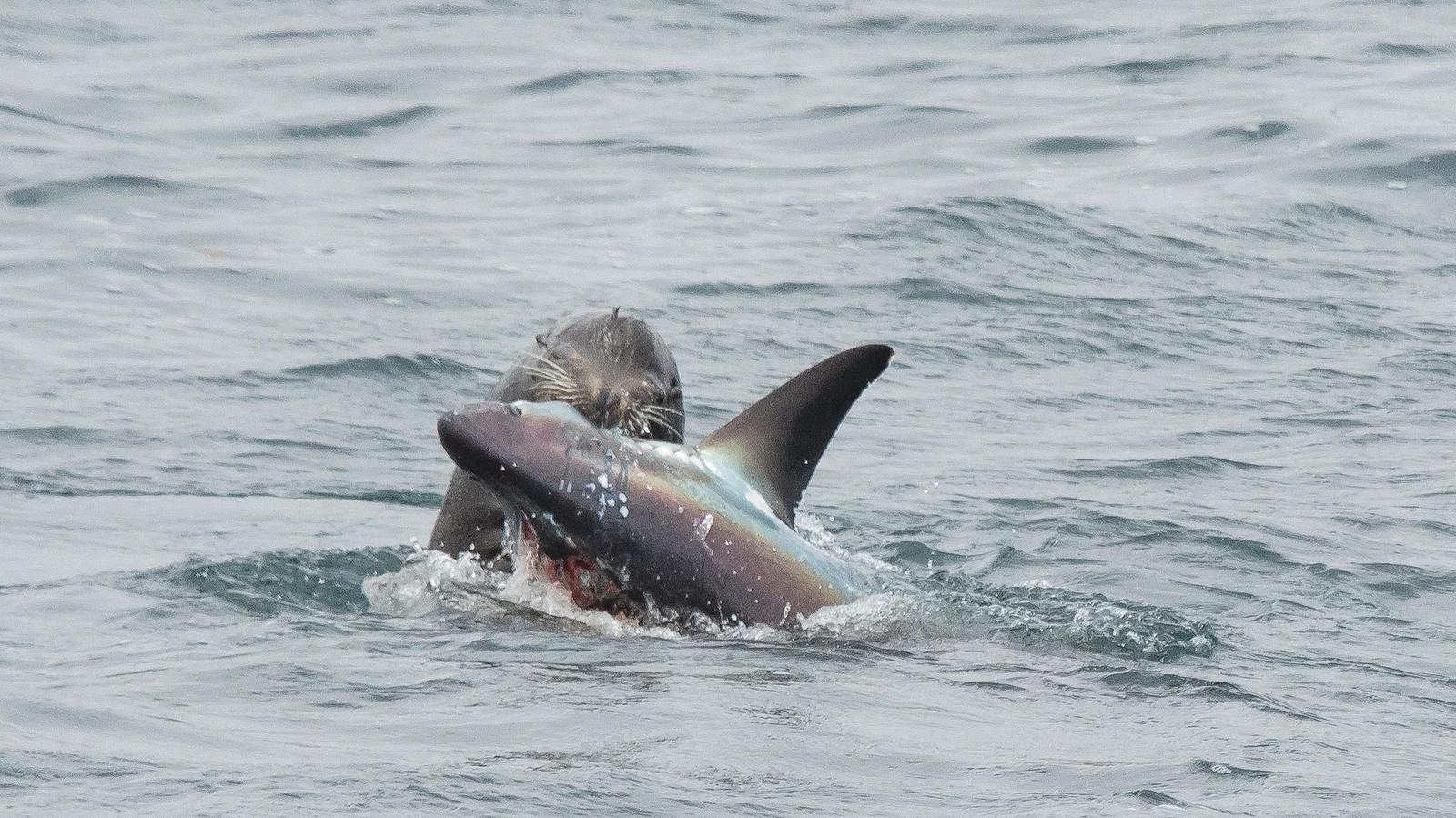 Shark vs Predator am 26. Dezember 2025 um 10:40 Uhr auf ProSieben MAXX ...