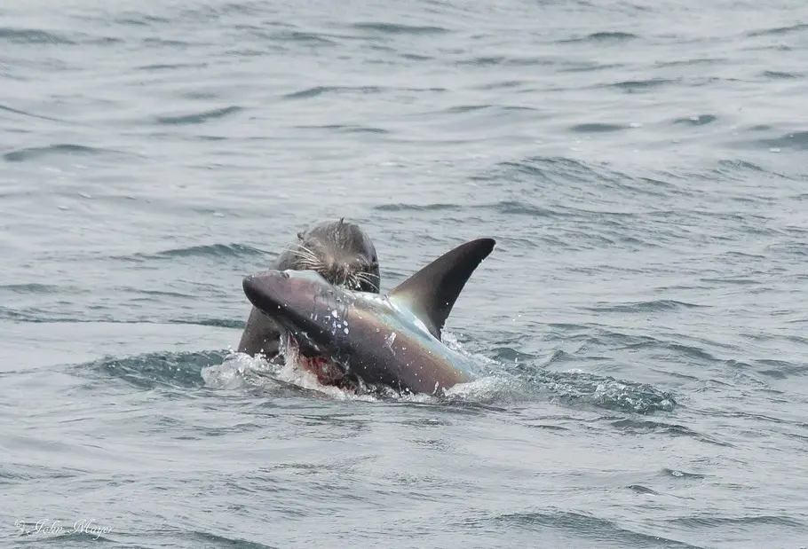 Shark vs Predator am 26. Dezember 2025 um 10:40 Uhr auf ProSieben MAXX ...