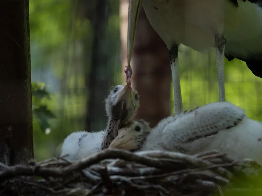 Bronx Zoo - Tierpark der Superlative am 28. Mai 2026 um 14:05 Uhr auf ...