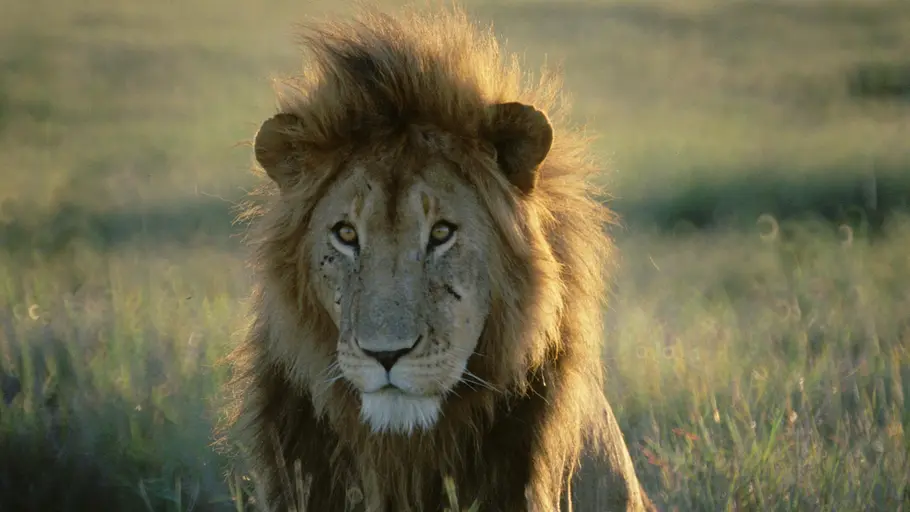 Tierisch abgefahren am 03. Januar 2026 um 01:40 Uhr auf Nat Geo Wild ...