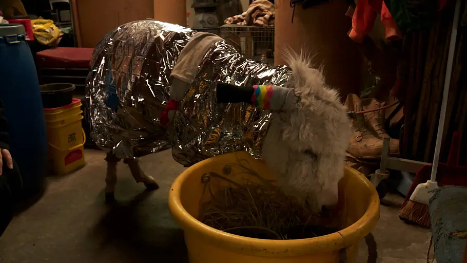 Der unglaubliche Dr. Pol am 11. Januar 2026 um 18:40 Uhr auf Nat Geo ...