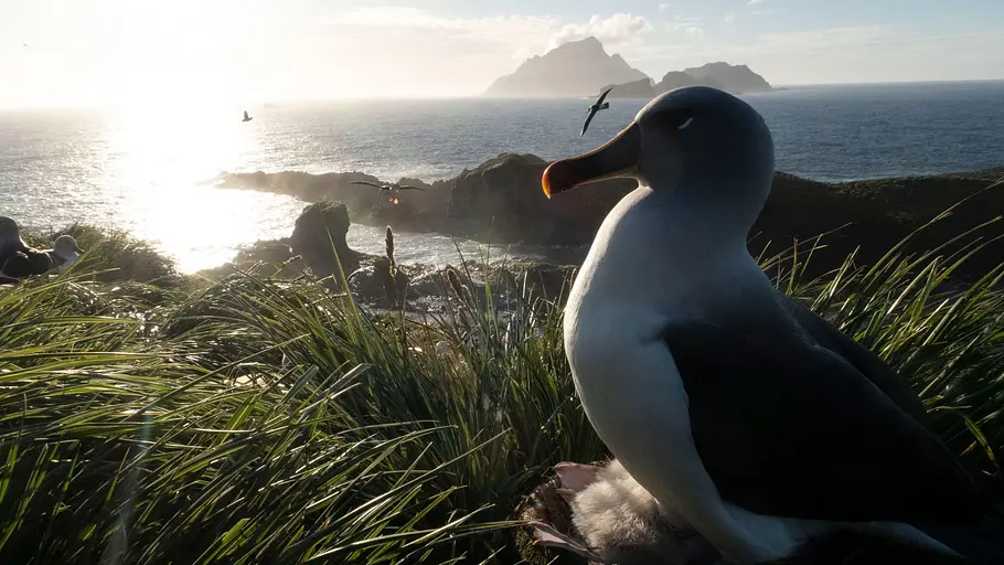 Terra X am 17. Januar 2026 um 14:10 Uhr auf ZDF neo - TV Movie