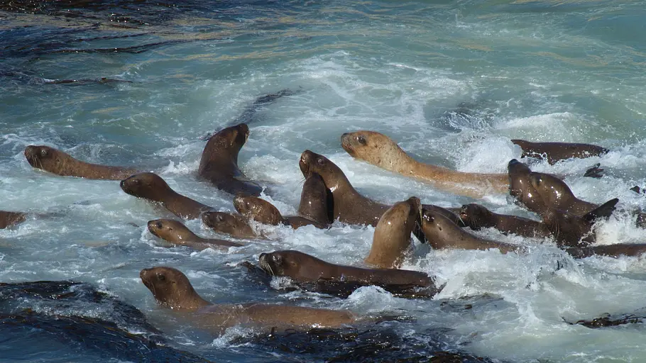 Wildes Südamerika am 02. Januar 2026 um 21:45 Uhr auf Nat Geo Wild - TV ...