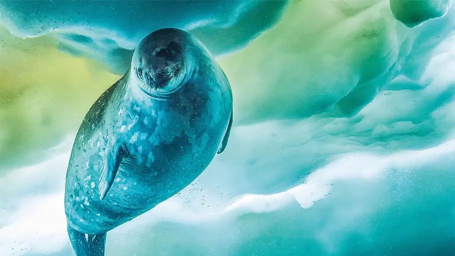 Terra X am 17. Januar 2026 um 14:10 Uhr auf ZDF neo - TV Movie