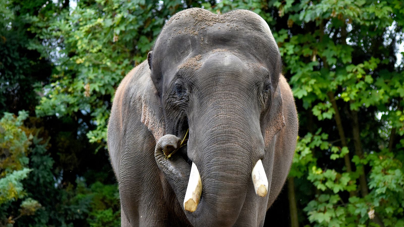 Leopard, Seebär & Co. am 19. Januar 2026 um 16:10 Uhr auf ARD - TV Movie