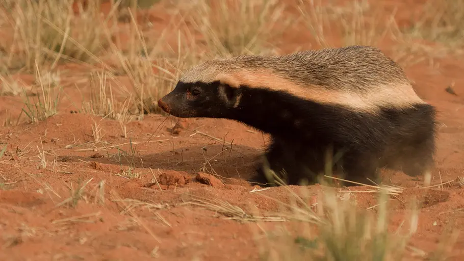 Der unglaubliche Honigdachs am 03. Januar 2026 um 00:55 Uhr auf Nat Geo ...