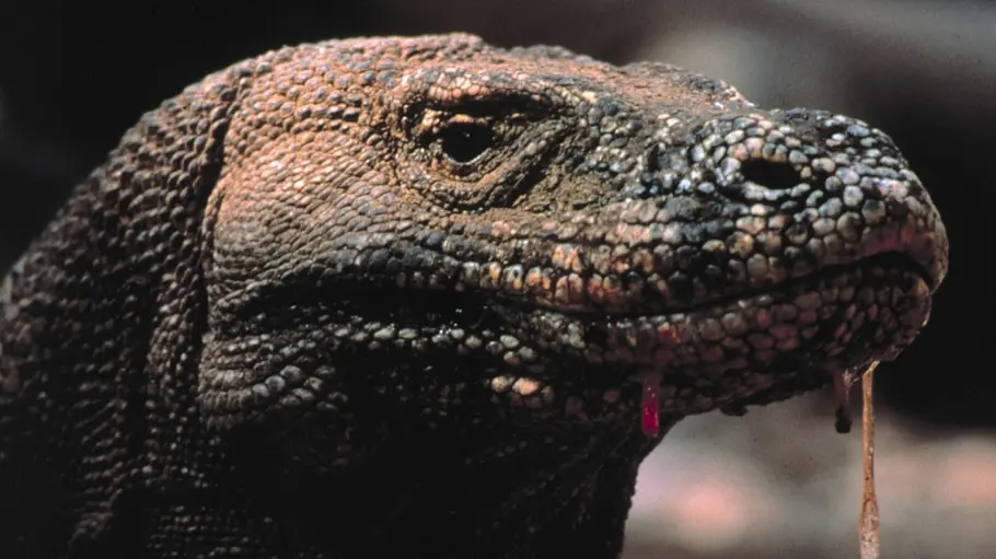 Tierisch abgefahren am 02. Januar 2026 um 15:30 Uhr auf Nat Geo Wild ...