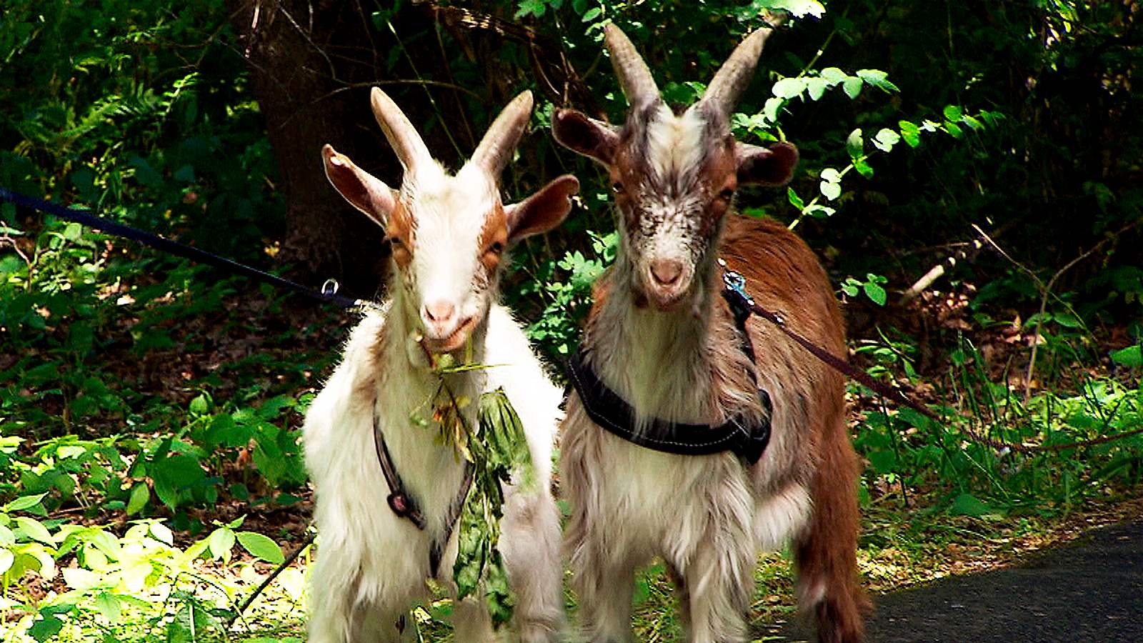 Panda, Gorilla & Co. am 23. Dezember 2025 um 13:00 Uhr auf WDR - TV Movie