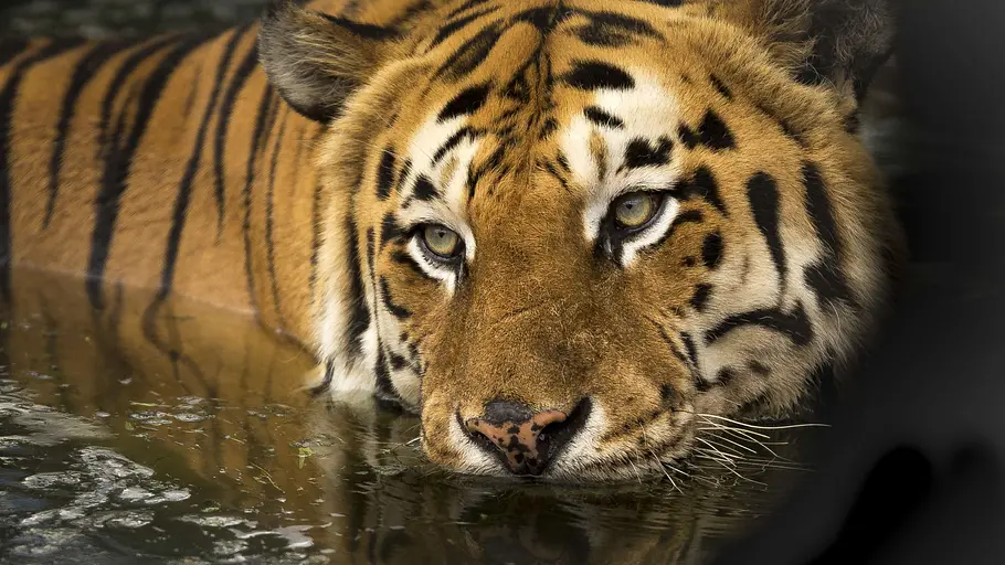 Die Zaubertricks der Tiere am 03. Januar 2026 um 23:15 Uhr auf Nat Geo ...