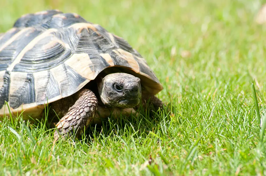 Universum am 20. Januar 2026 um 16:15 Uhr auf 3SAT - TV Movie