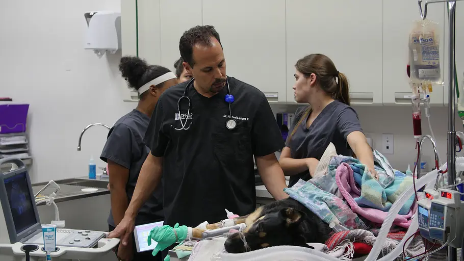 Die Tierärzte von Houston am 06. Januar 2026 um 21:00 Uhr auf ANIMAL ...