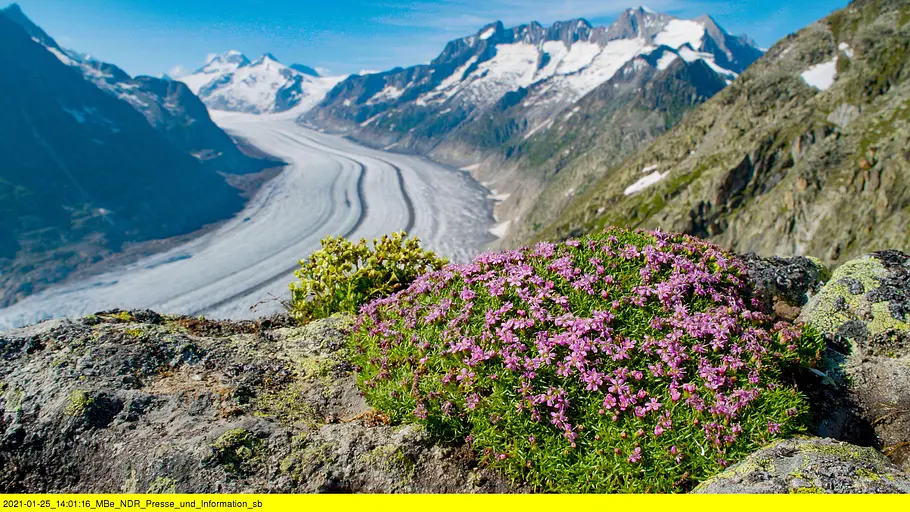 Die Alpen am 17. Juni 2026 um 01:35 Uhr auf RBB - TV Movie