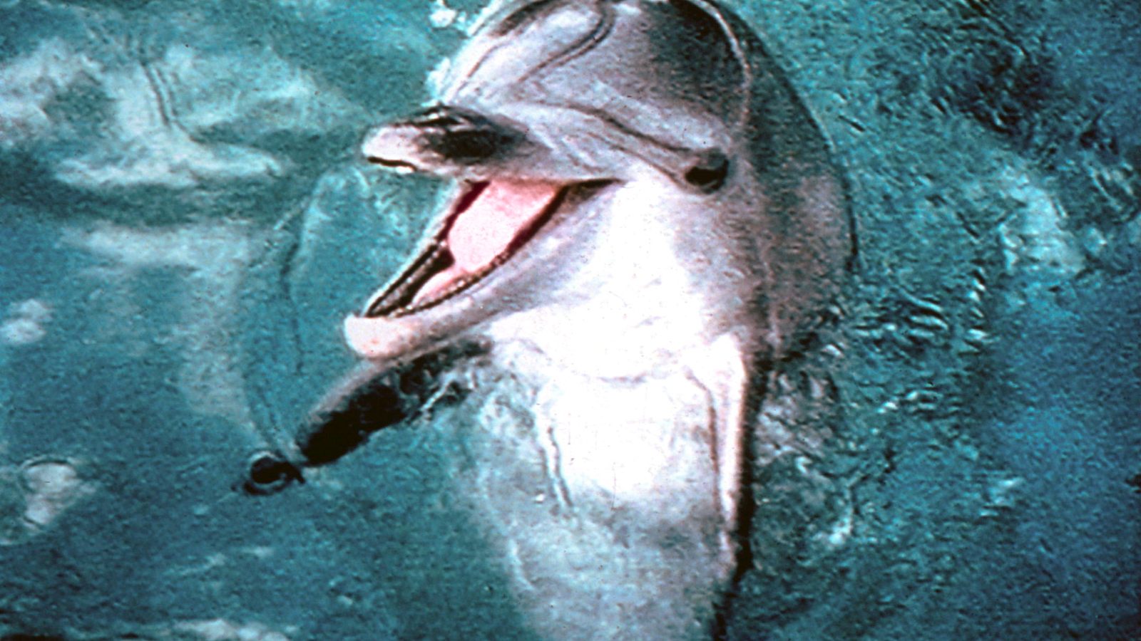 Flippers neue Abenteuer am 12. Juni 2026 um 03:05 Uhr auf Warner TV ...