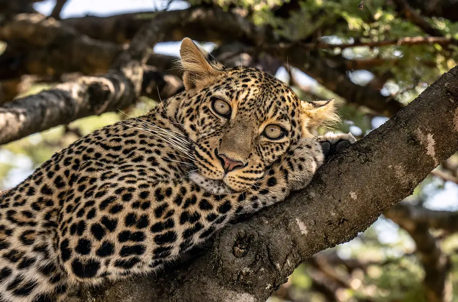 Masai Mara am 25. Mai 2026 um 03:50 Uhr auf ARTE - TV Movie