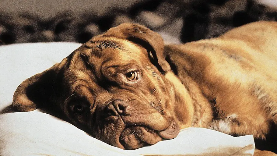 Scott & Huutsch am 18. Januar 2026 um 20:15 Uhr auf Disney Channel - TV ...