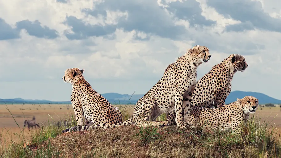 3satThementag: Naturwunder Erde / Terra X am 01. Februar 2026 um 09:40 ...