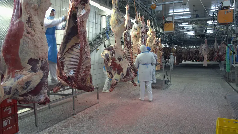 Vom Rind zum Steak - Europas größter Rinder-Schlachthof am 17. Juni ...