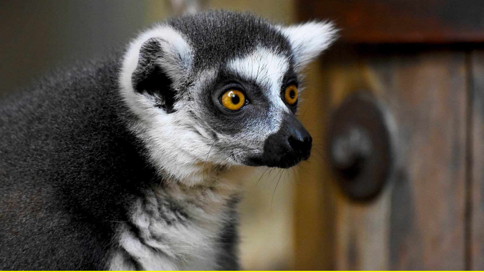 Leopard, Seebär & Co. am 14. Januar 2026 um 16:10 Uhr auf ARD - TV Movie