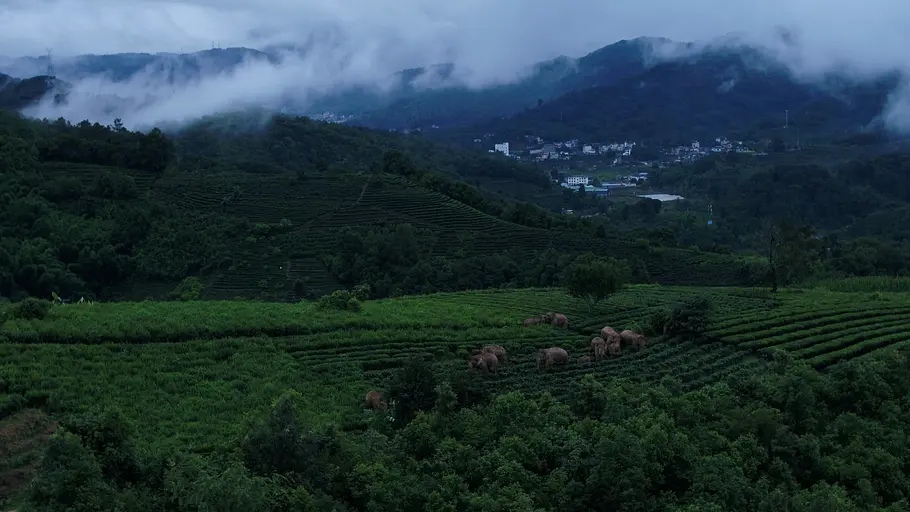 Der Marsch der Elefanten am 10. Januar 2026 um 02:05 Uhr auf Sky Nature ...