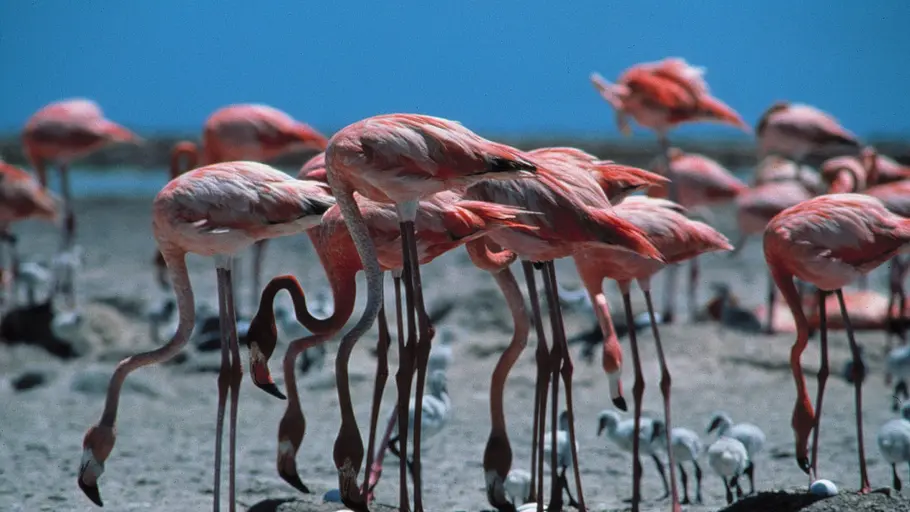 Tierisch abgefahren am 02. Januar 2026 um 16:20 Uhr auf Nat Geo Wild ...