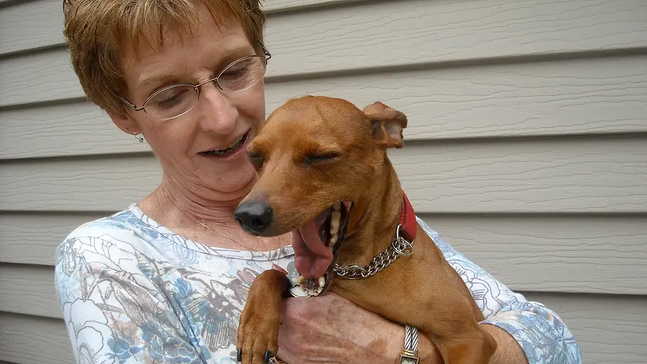 Das große Hunde-ABC am 11. Januar 2026 um 19:50 Uhr auf ANIMAL PLANET ...