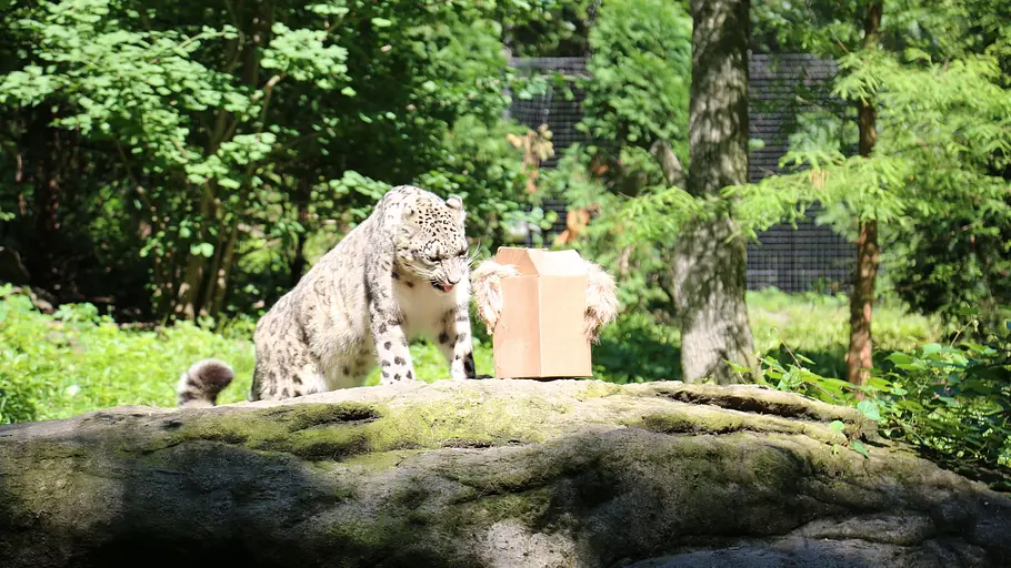 Bronx Zoo - Tierpark der Superlative am 28. Mai 2026 um 14:05 Uhr auf ...
