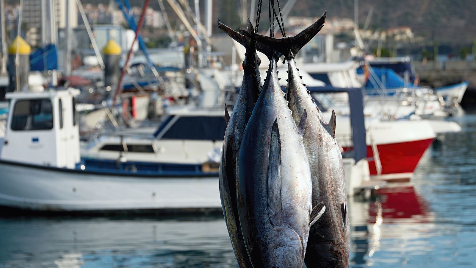Harpoon Hunters am 24. Juni 2026 um 15:20 Uhr auf DMAX - TV Movie