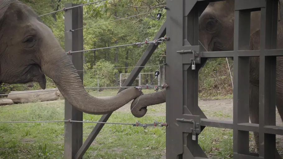 Bronx Zoo - Tierpark der Superlative am 04. Juni 2026 um 15:40 Uhr auf ...