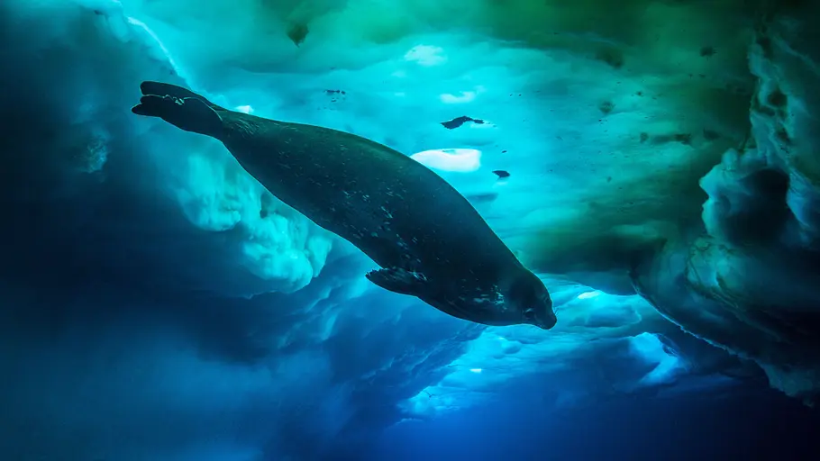 Terra X am 11. Januar 2026 um 12:10 Uhr auf ZDF neo - TV Movie