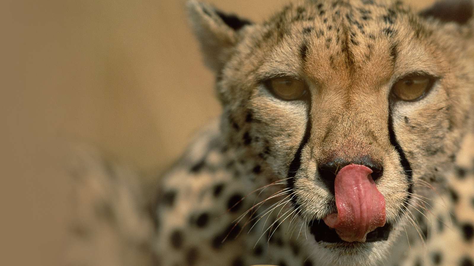 Deadly Instincts – hier Streaming & Video on Demand